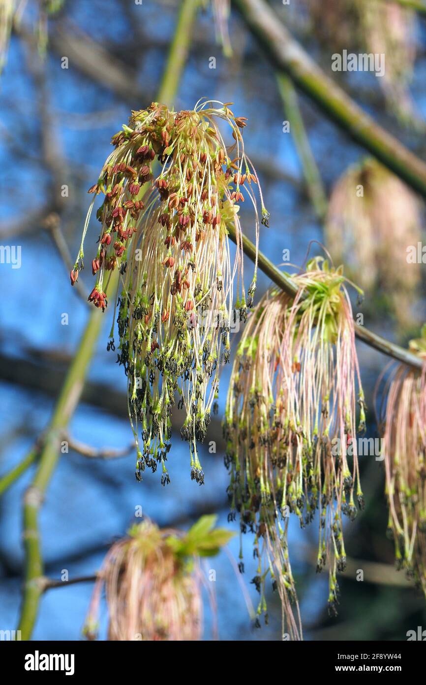 box elder, boxelder maple, Eschen-Ahorn, Érable negundo, Acer negundo ...