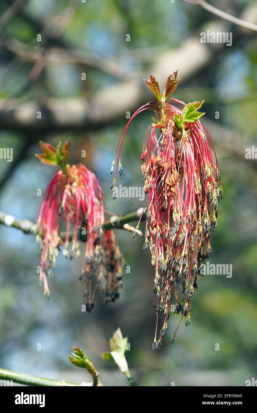 box elder, boxelder maple, Eschen-Ahorn, Érable negundo, Acer negundo ...