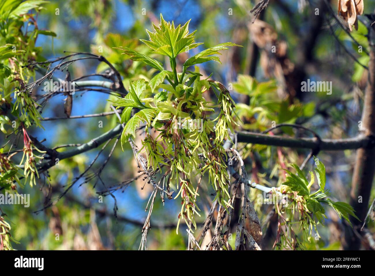 box elder, boxelder maple, Eschen-Ahorn, Érable negundo, Acer negundo ...