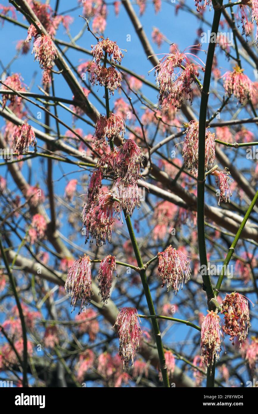 box elder, boxelder maple, Eschen-Ahorn, Érable negundo, Acer negundo ...