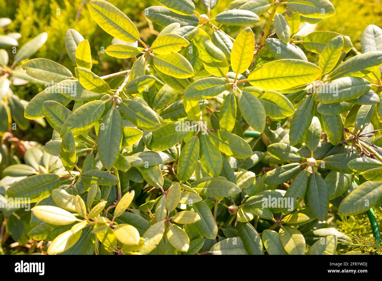 Abstract natural background with rhododendrons leaves Stock Photo - Alamy