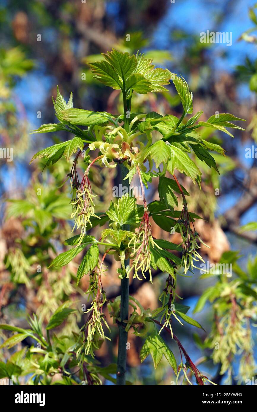 Ahorn box hi-res stock photography and images - Alamy