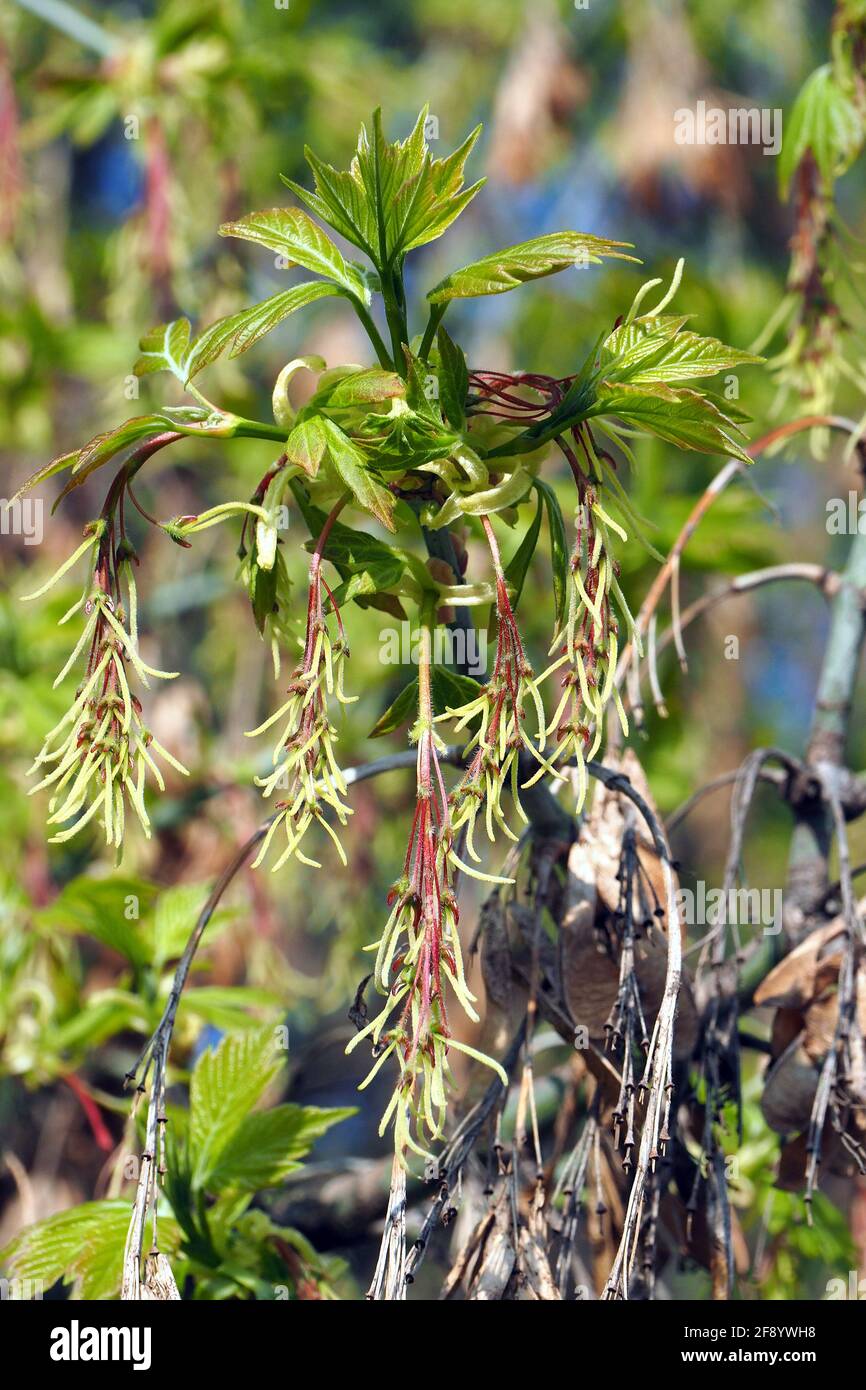 box elder, boxelder maple, Eschen-Ahorn, Érable negundo, Acer negundo ...