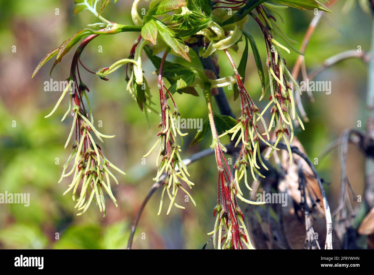 box elder, boxelder maple, Eschen-Ahorn, Érable negundo, Acer negundo ...