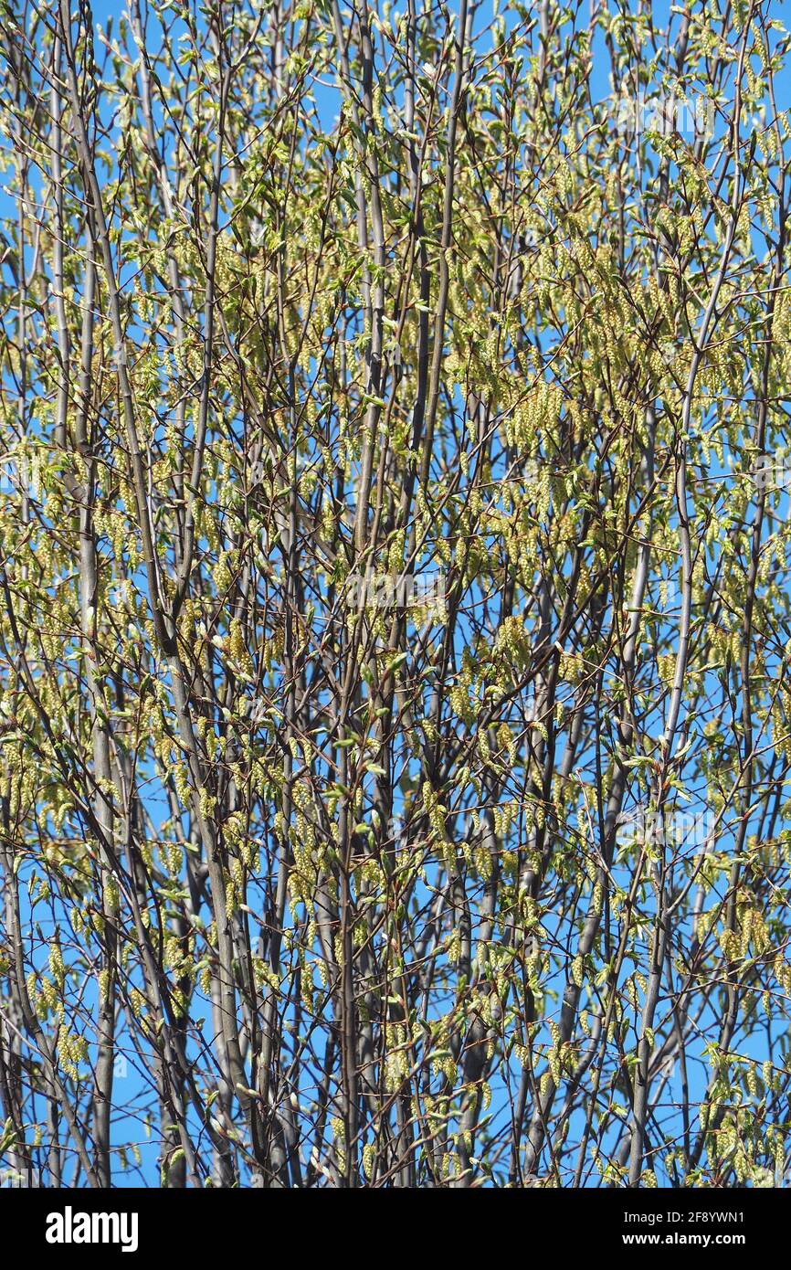 European or common hornbeam, Hainbuche, Weißbuche, Hagebuche oder ...