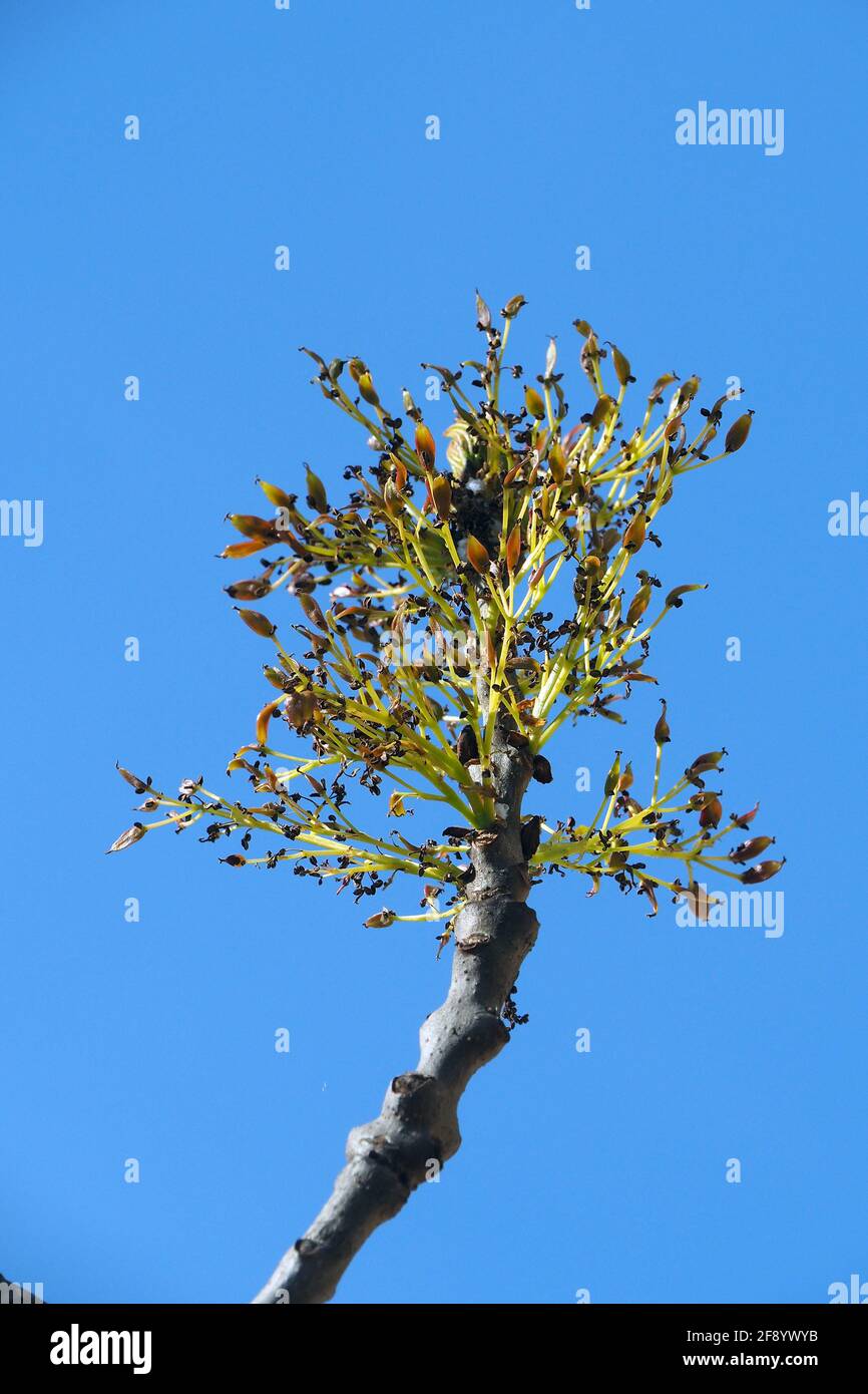 Gemeine esche fraxinus excelsior hi-res stock photography and images ...