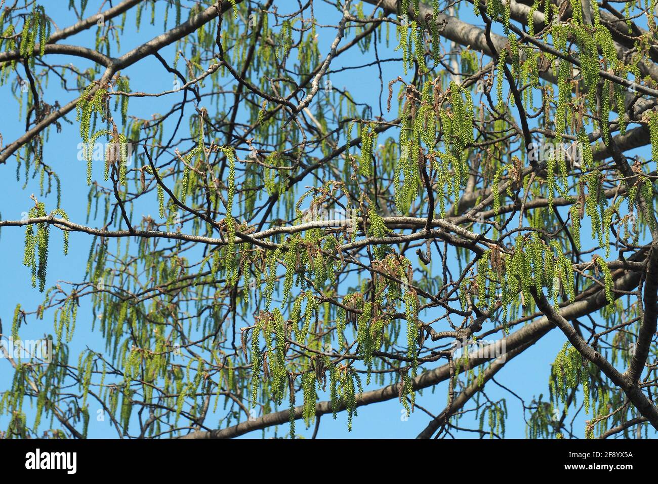 Pappeln populus sp hi-res stock photography and images - Alamy