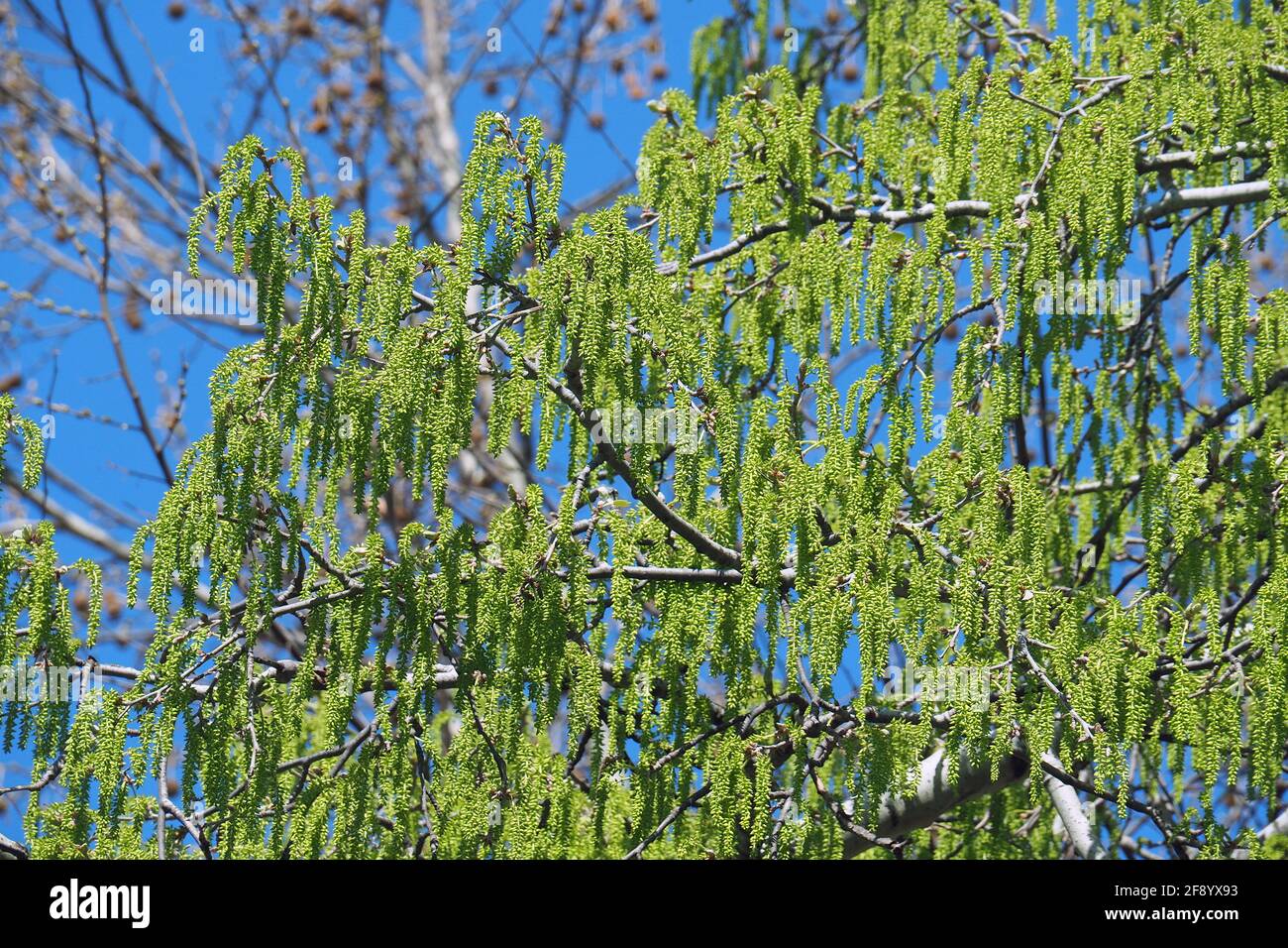poplar, aspen, and cottonwood, Pappeln, Populus sp., nyárfa, Budapest ...