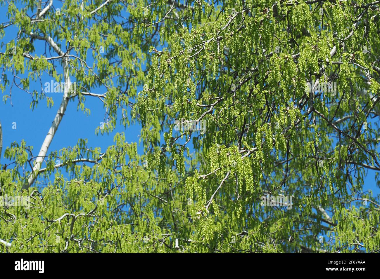 Pappeln populus sp hi-res stock photography and images - Alamy