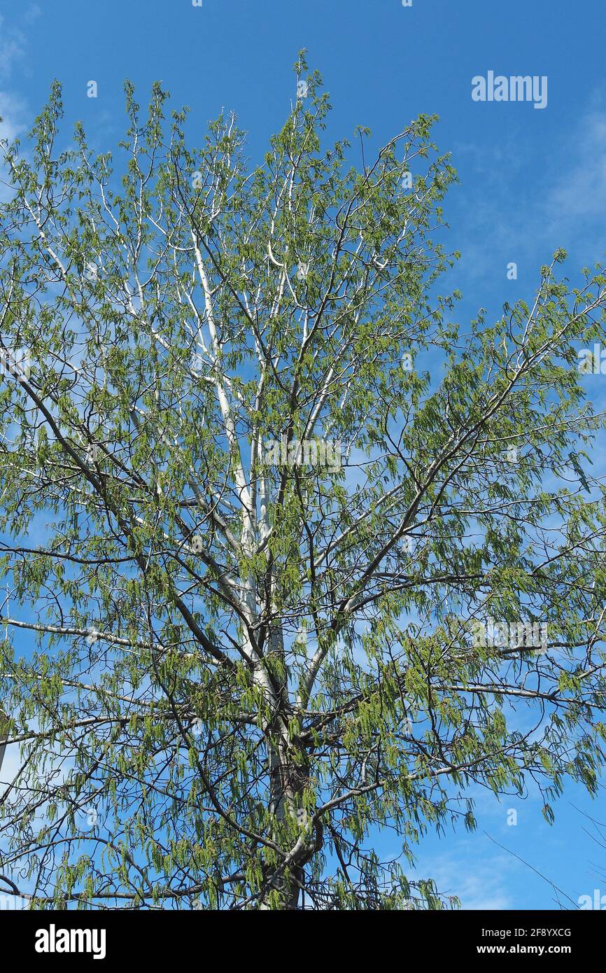 Lat 47 45958753 hi-res stock photography and images - Alamy