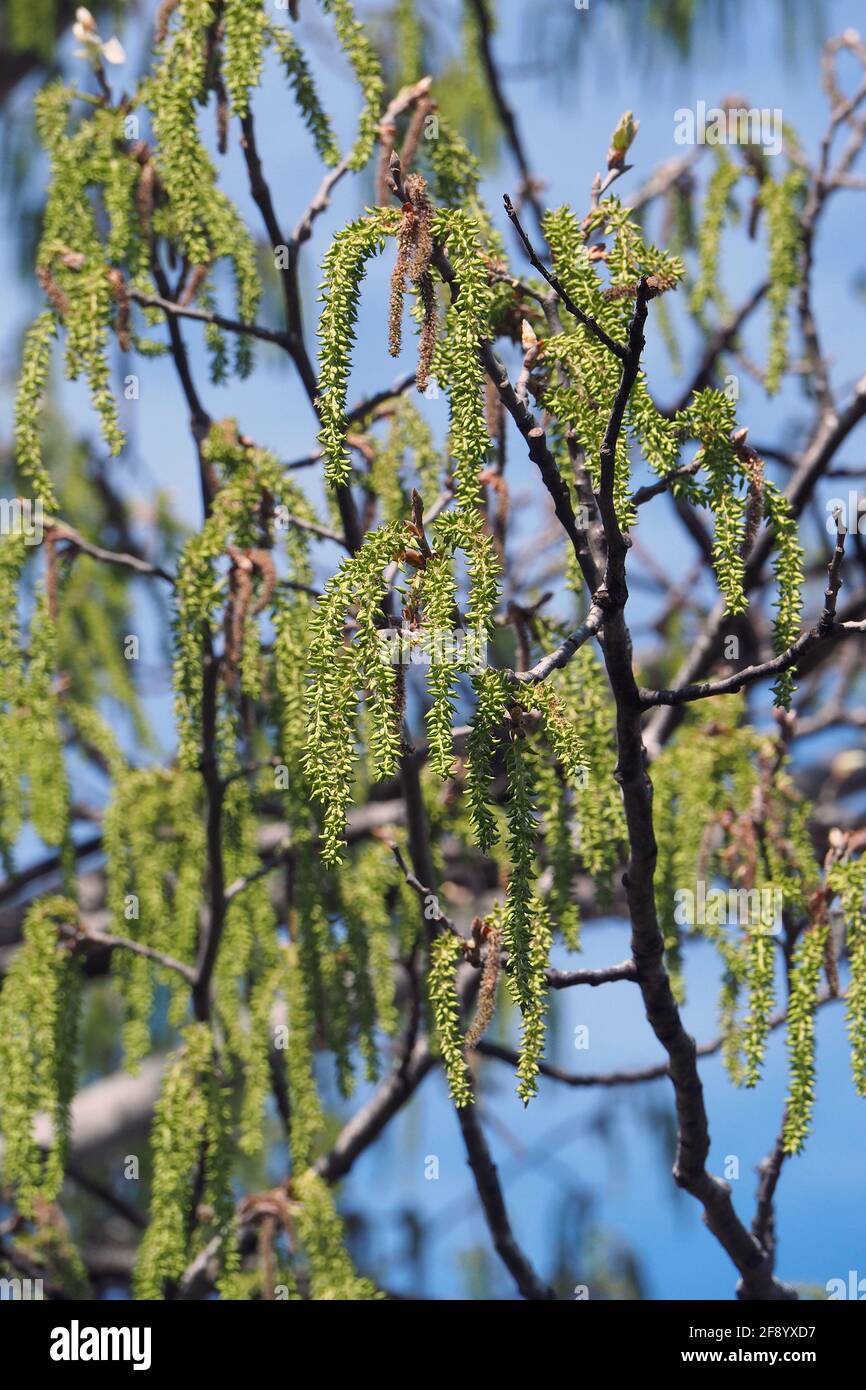 poplar, aspen, and cottonwood, Pappeln, Populus sp., nyárfa, Budapest ...