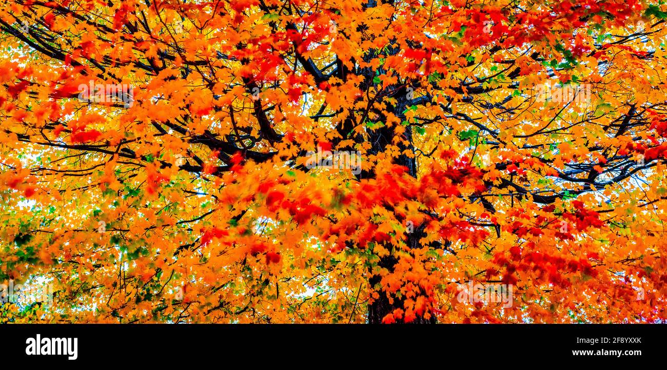 Tree with autumn leaf color Stock Photo - Alamy