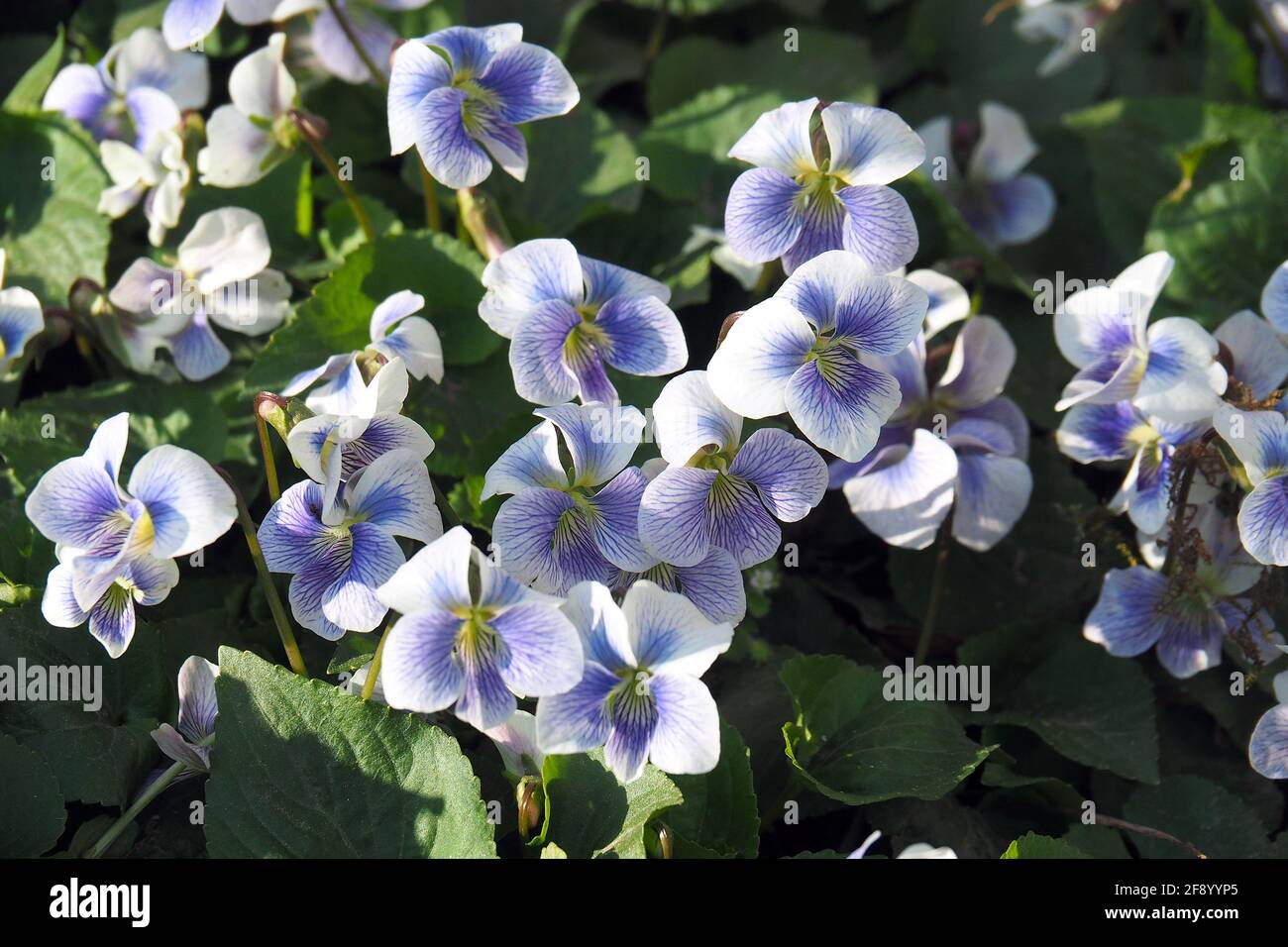 common blue violet, common meadow violet, purple violet, woolly blue ...