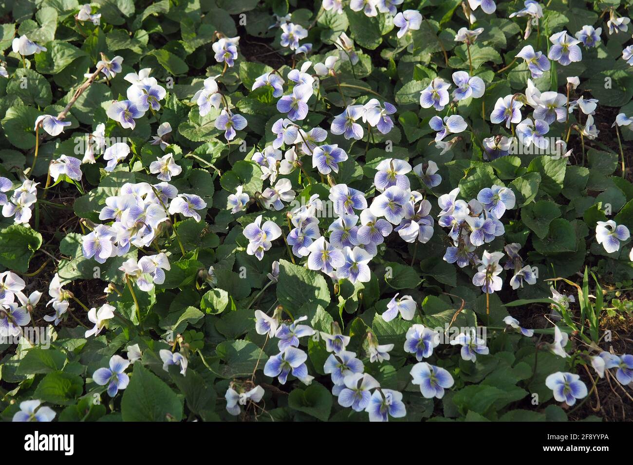 common blue violet, common meadow violet, purple violet, woolly blue ...