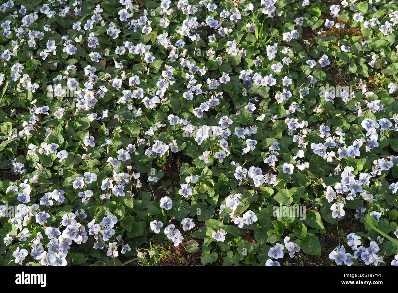common blue violet, common meadow violet, purple violet, woolly blue ...