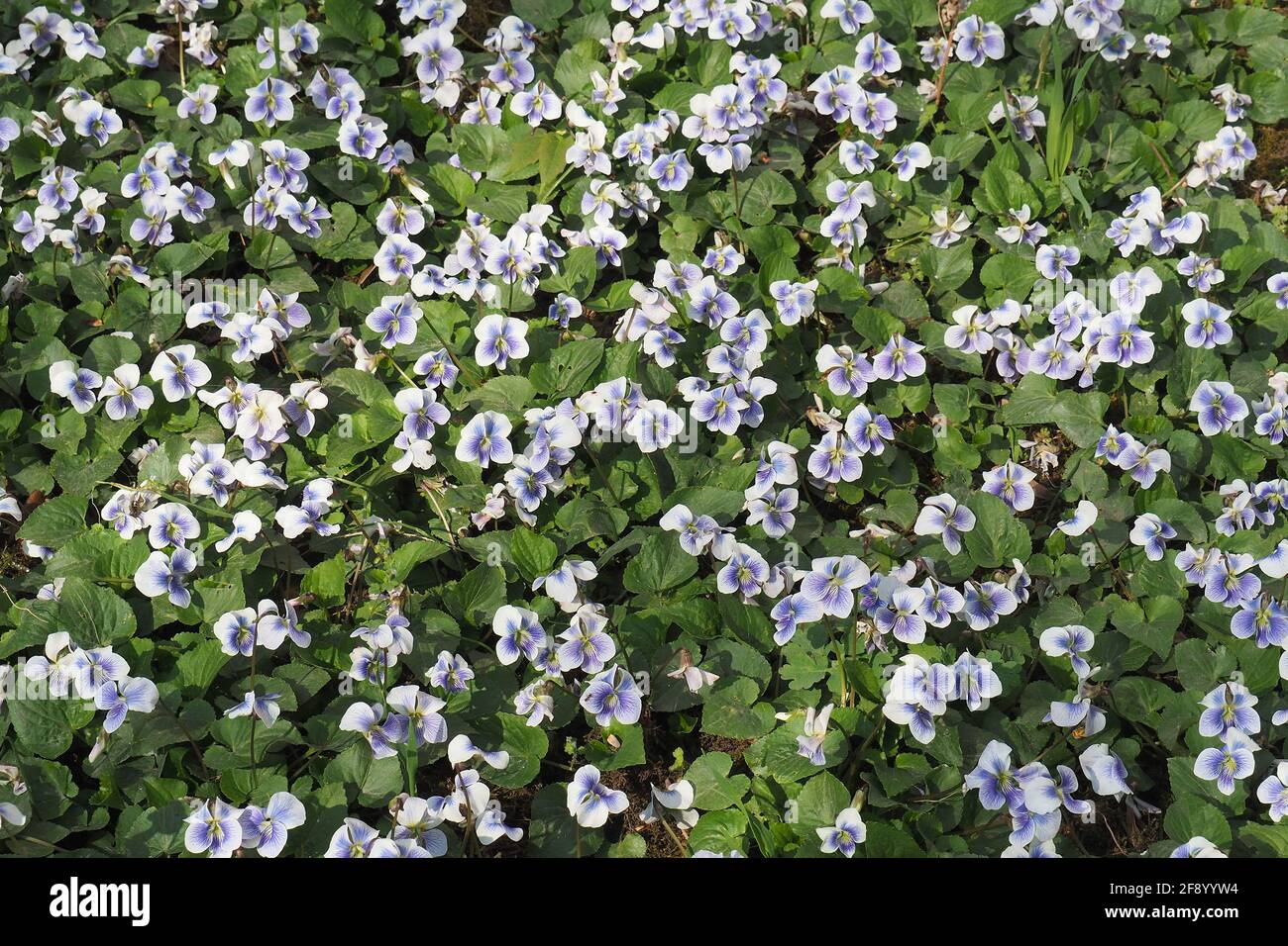 common blue violet, common meadow violet, purple violet, woolly blue ...