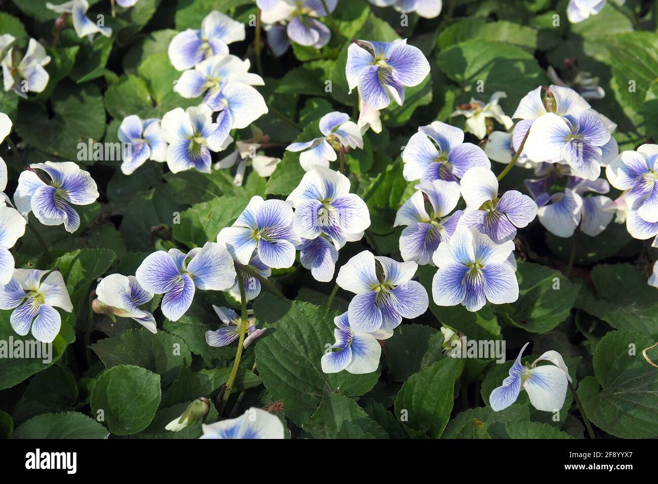common blue violet, common meadow violet, purple violet, woolly blue ...