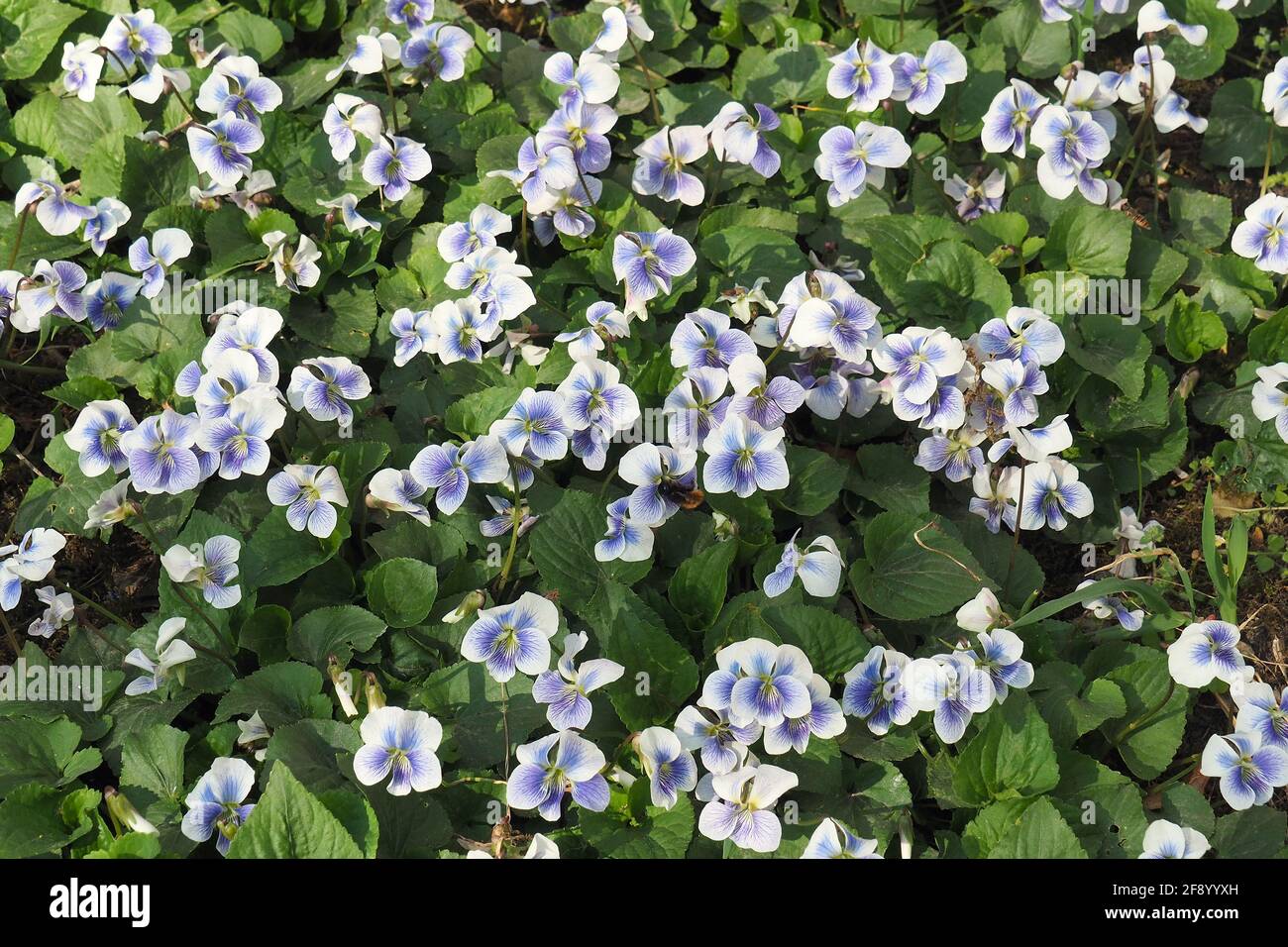 common blue violet, common meadow violet, purple violet, woolly blue ...