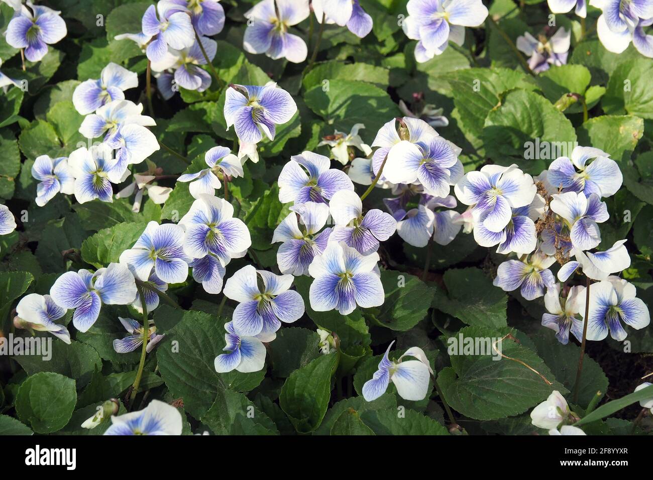 common blue violet, common meadow violet, purple violet, woolly blue ...