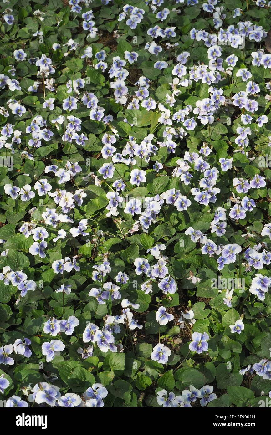 Common blue violet viola sororia hi-res stock photography and images ...
