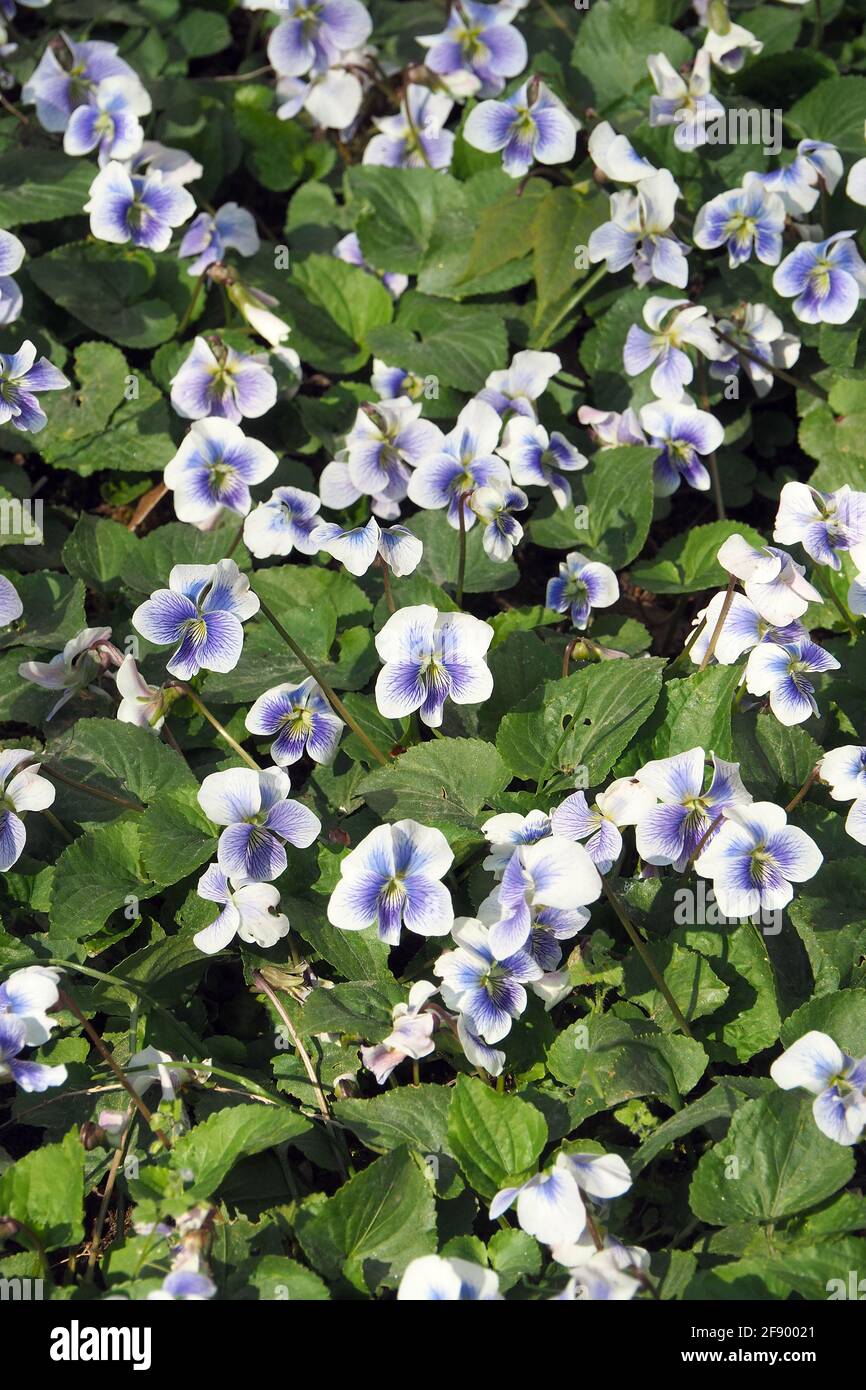 common blue violet, common meadow violet, purple violet, woolly blue ...