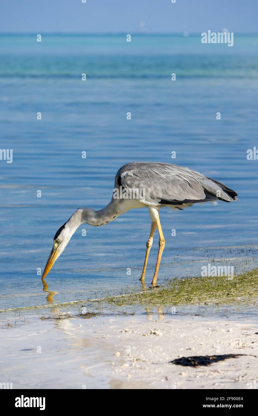 Grey heron fishing on the beach on Maldives island. blue lagoon in the ...
