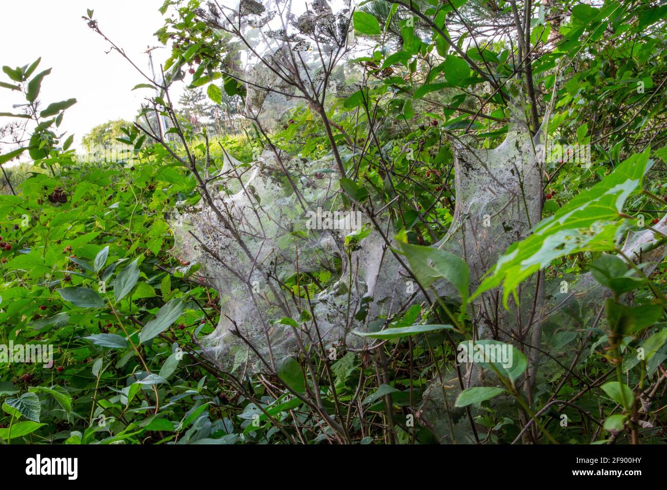 Webs in between branches Stock Photo - Alamy