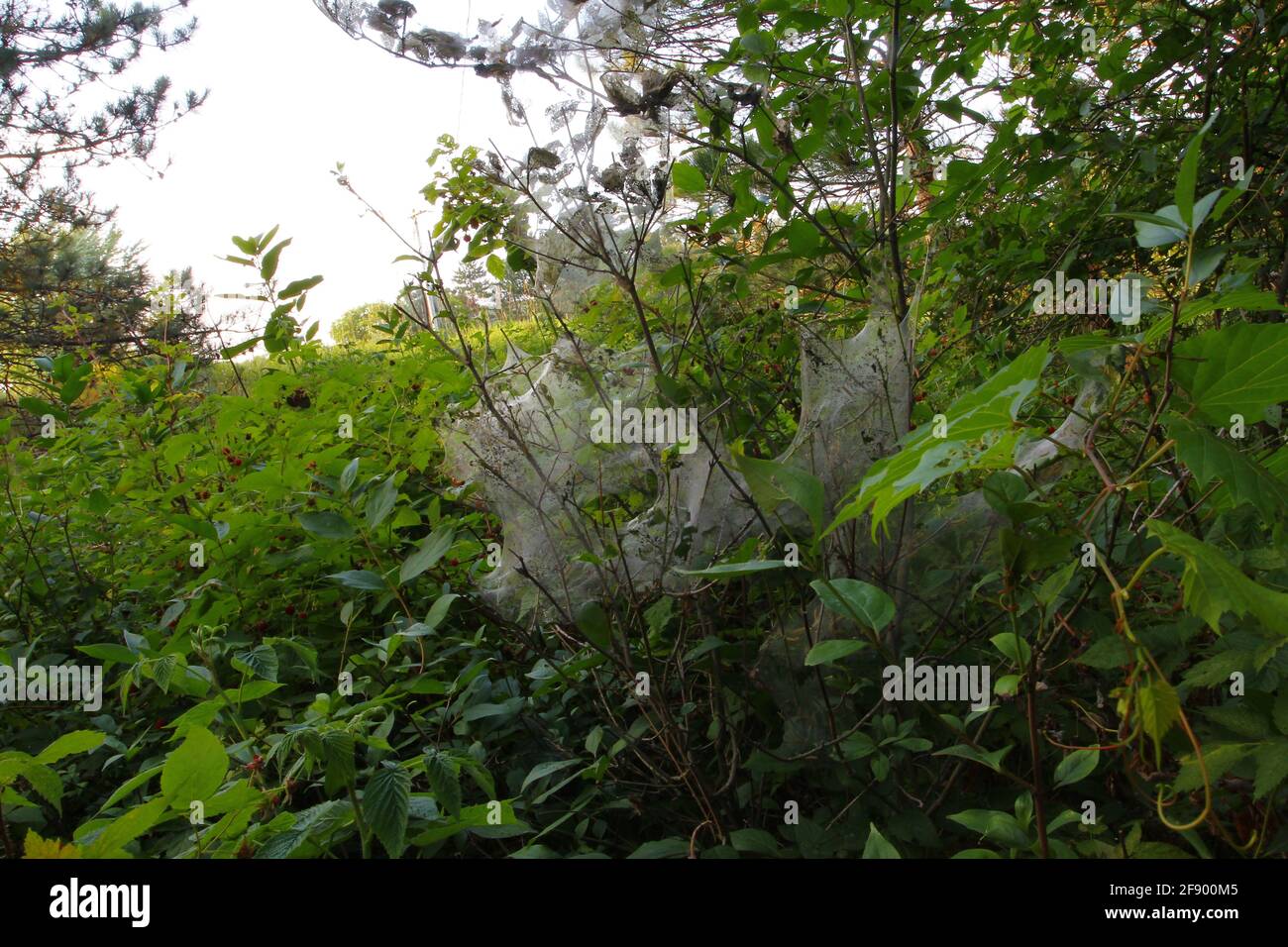 Webs in between branches Stock Photo - Alamy