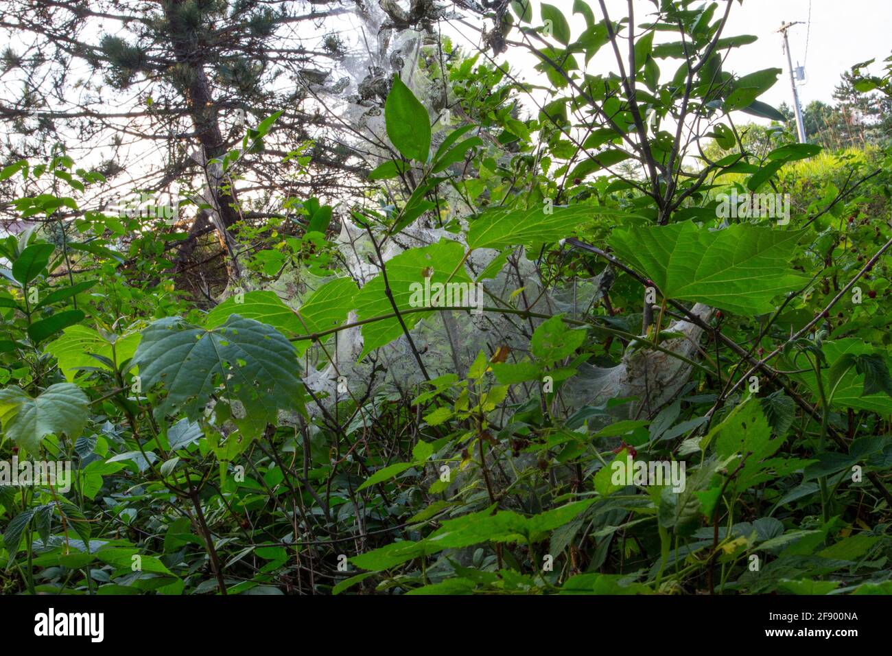 Webs in branches hi-res stock photography and images - Alamy