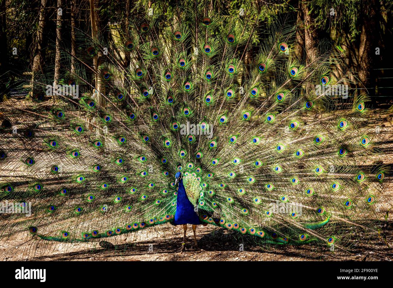Male Indian peafowl. Blue adult peacock showing tails for mating in ...