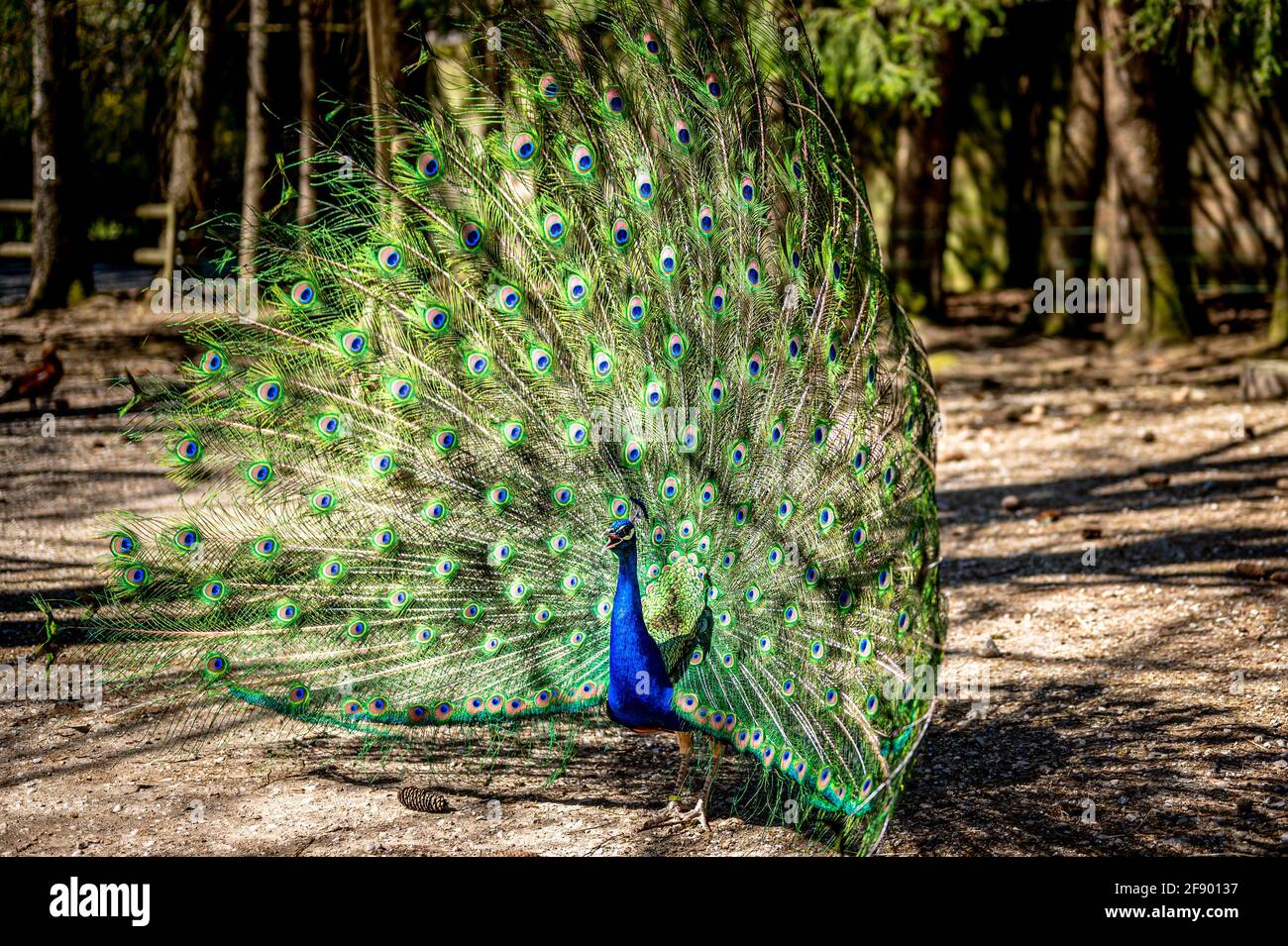 Male Indian peafowl. Blue adult peacock showing tails for mating in ...