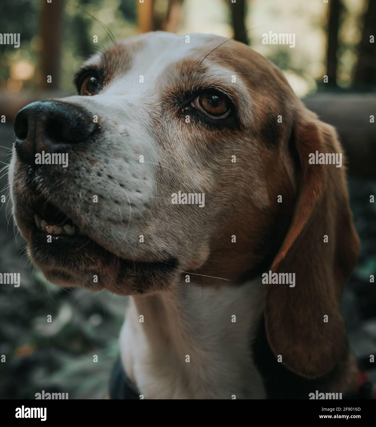 Portrait of a cute beagle do in a park Stock Photo - Alamy