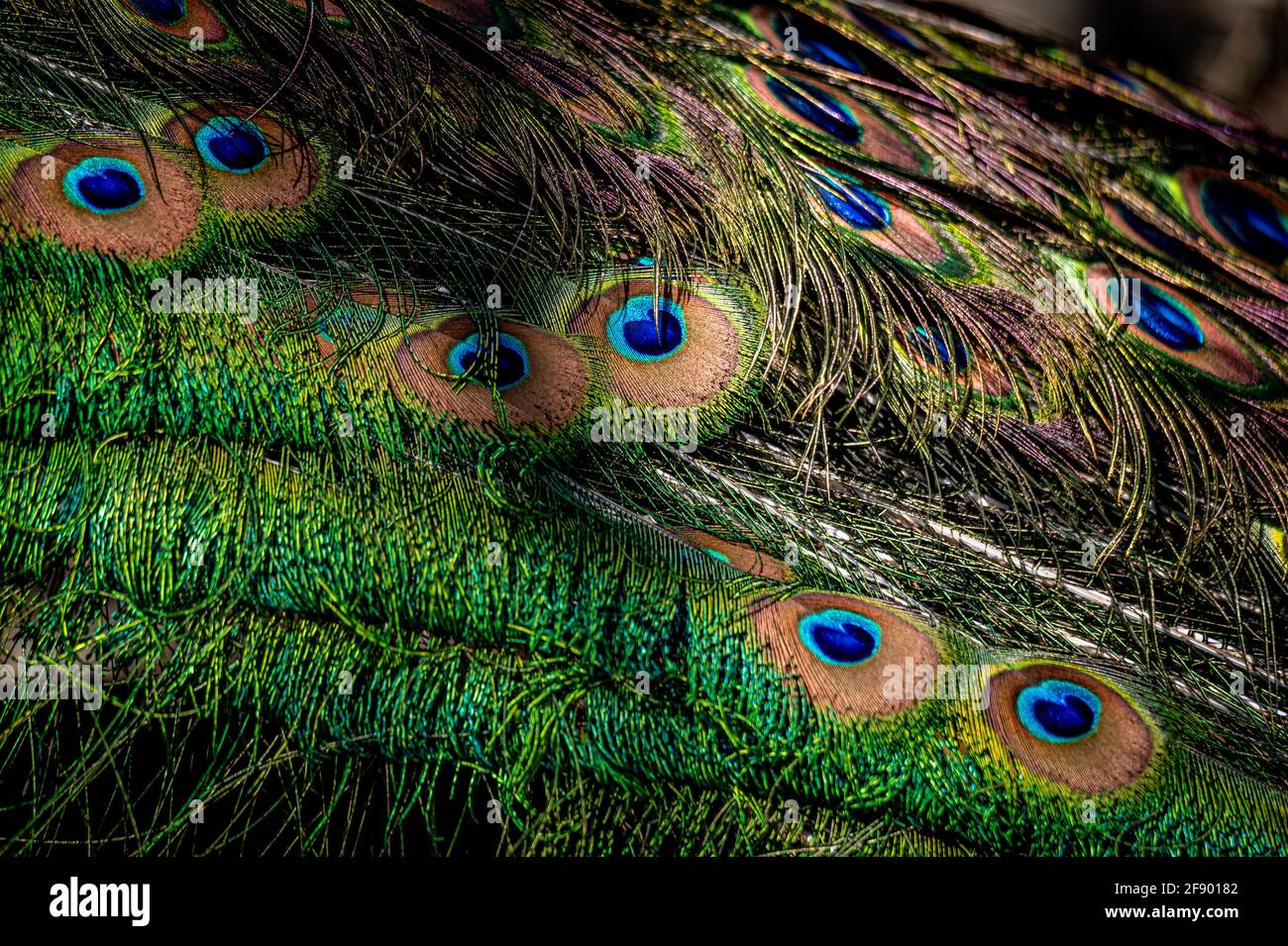 Peacock feather close up. Male Indian peafowl. Metallic blue and green ...