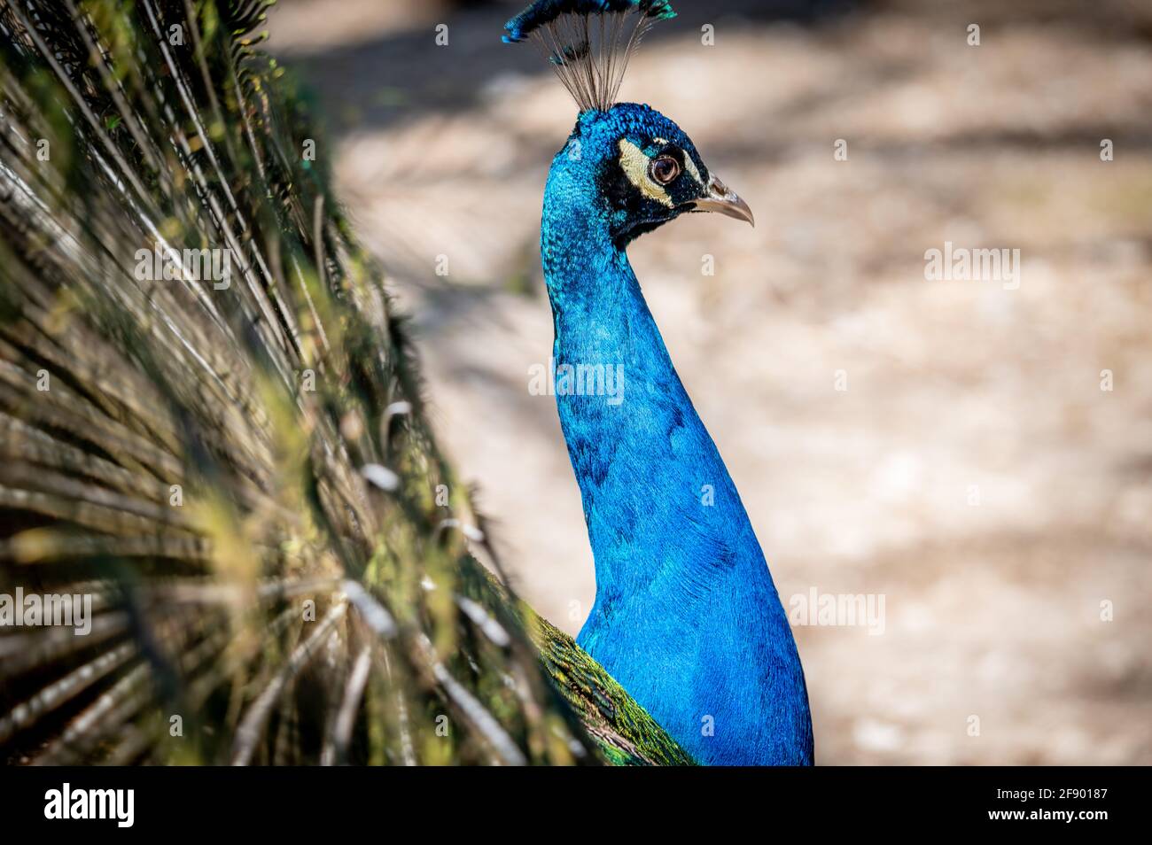 Male adult Indian peafowl. Portrait of a blue peacock. Closeup of head ...