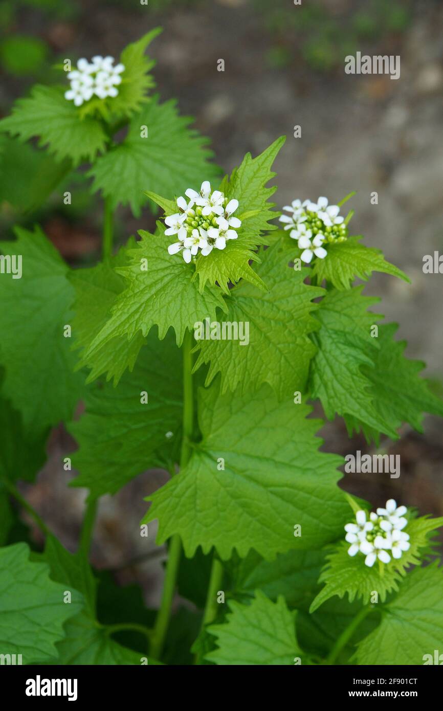 garlic mustard, garlic root, hedge garlic, Knoblauchsrauke, Alliaria ...