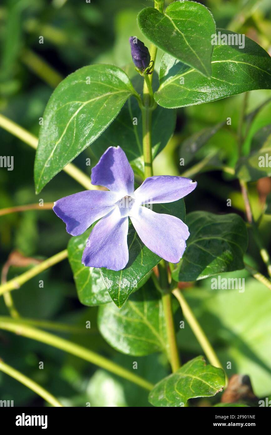 Vinca plants hi-res stock photography and images - Alamy