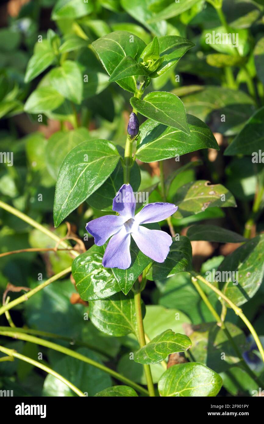 Greater periwinkle wildflower hi-res stock photography and images - Alamy