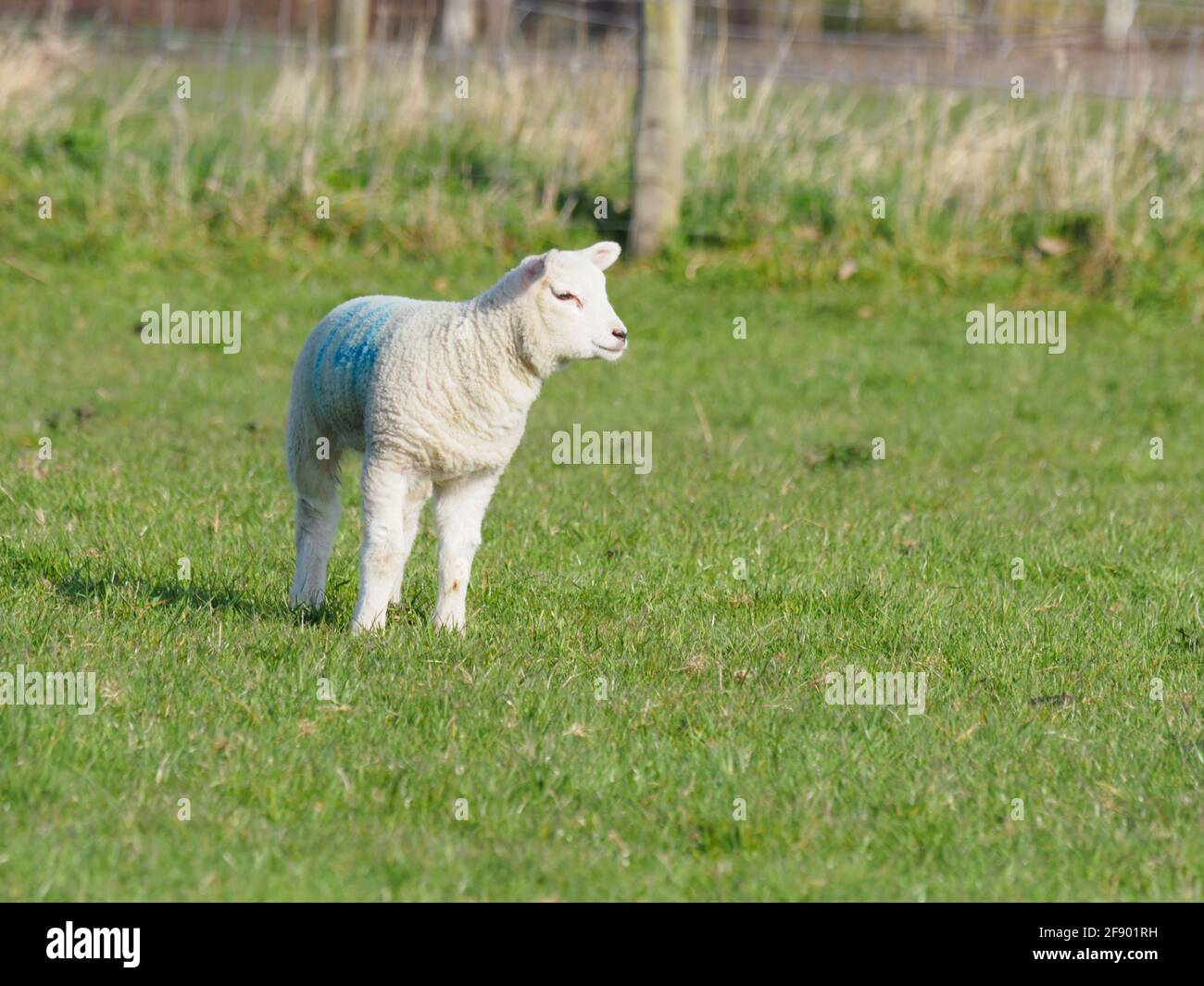 A single lamb (Ovis aries) looking for its mother in the spring ...