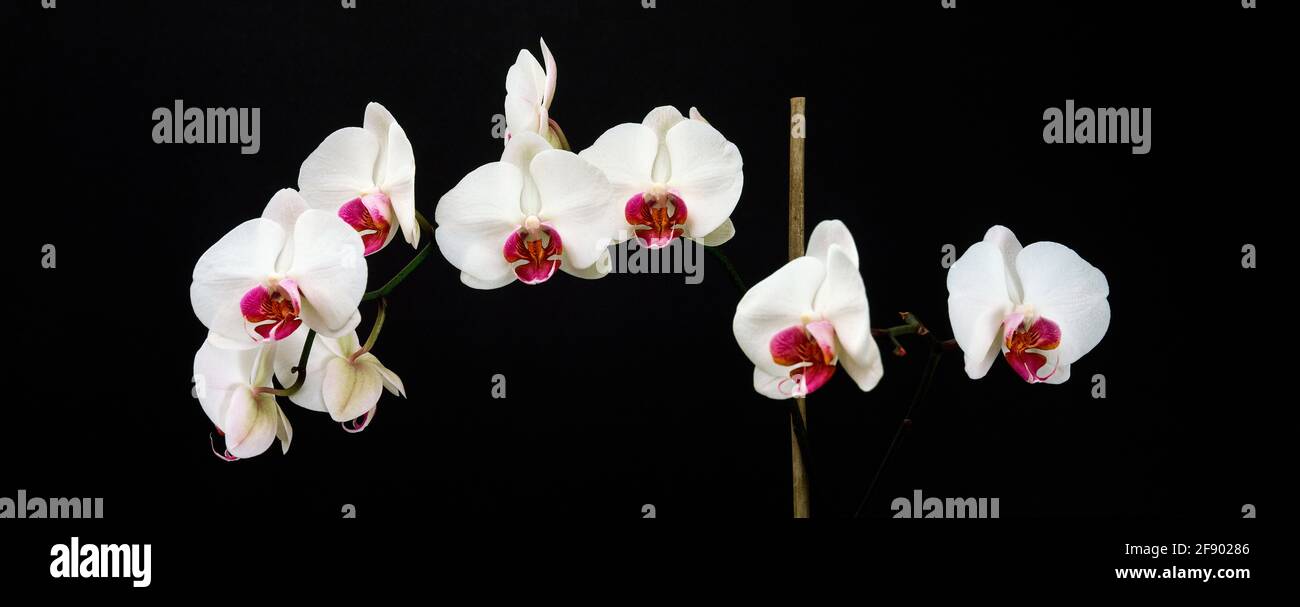 Orchids against black background Stock Photo - Alamy