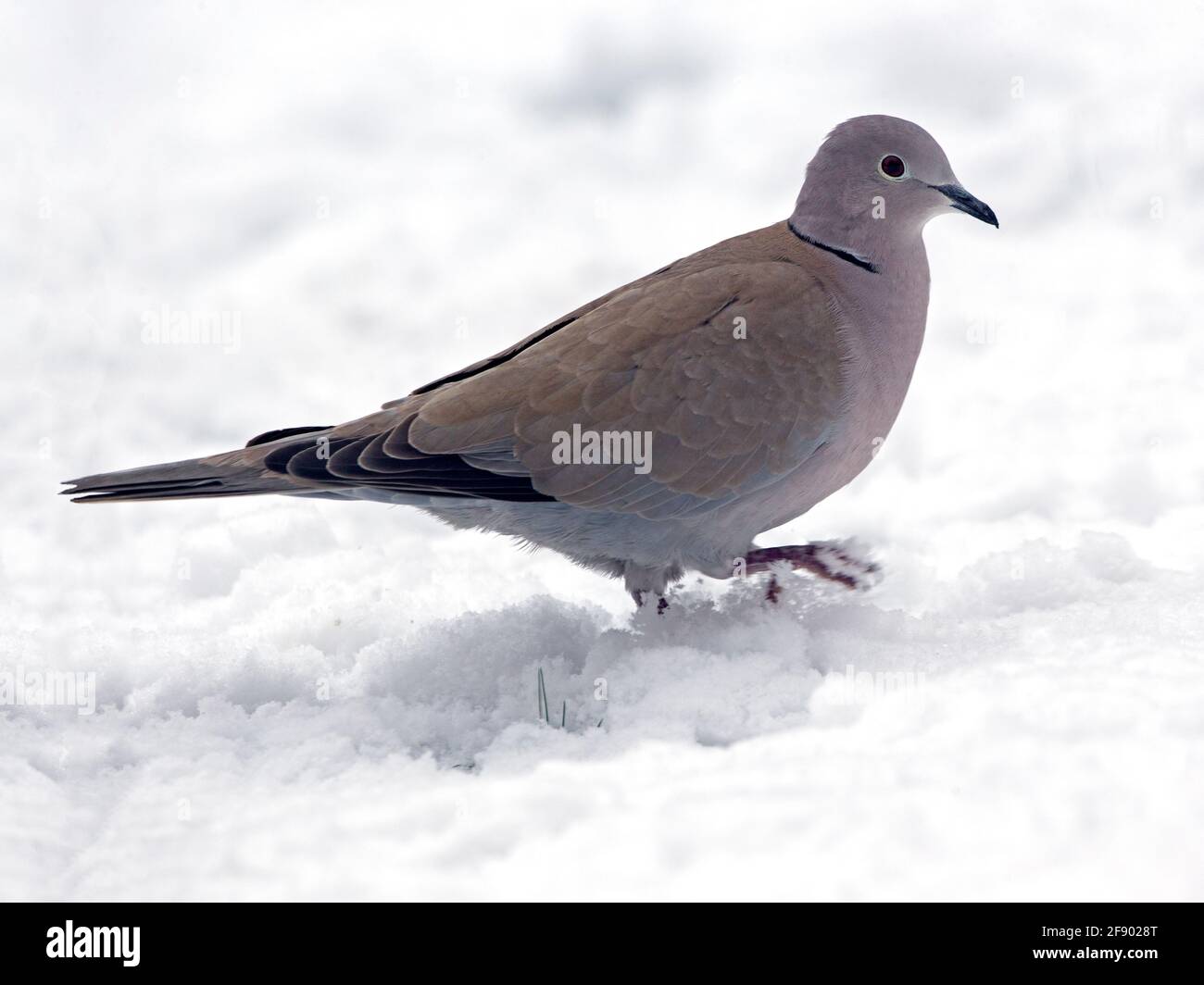 Dove standing hi-res stock photography and images - Alamy