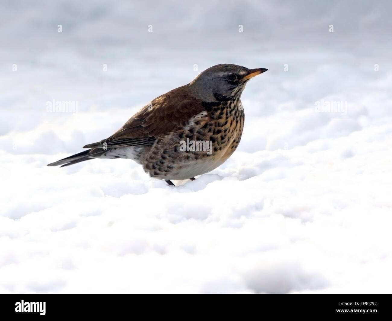 Fieldfare england hi-res stock photography and images - Alamy