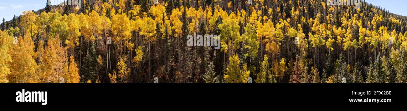 Enchanted forest view hi-res stock photography and images - Alamy