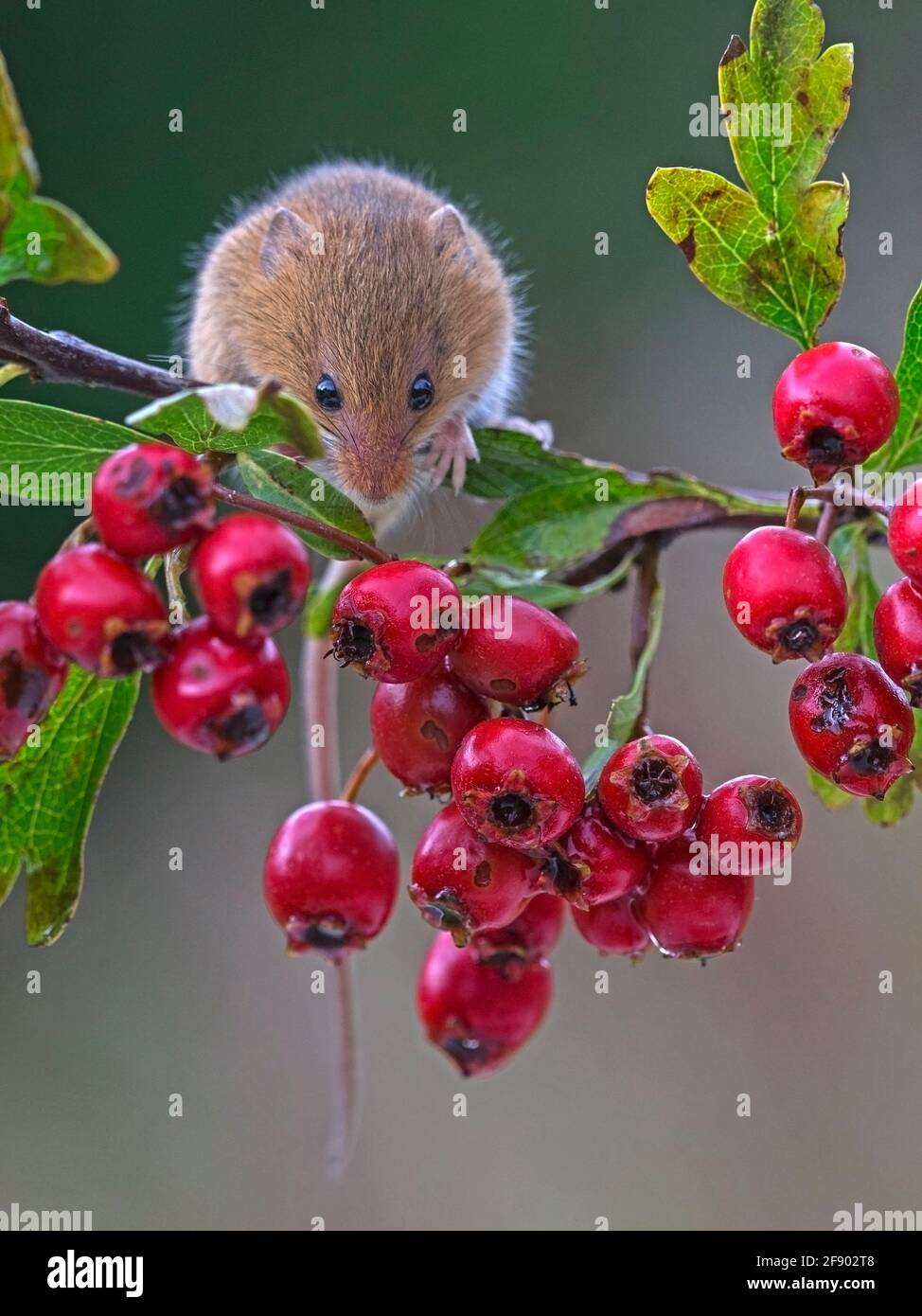 Harvest mouse berries hi-res stock photography and images - Alamy