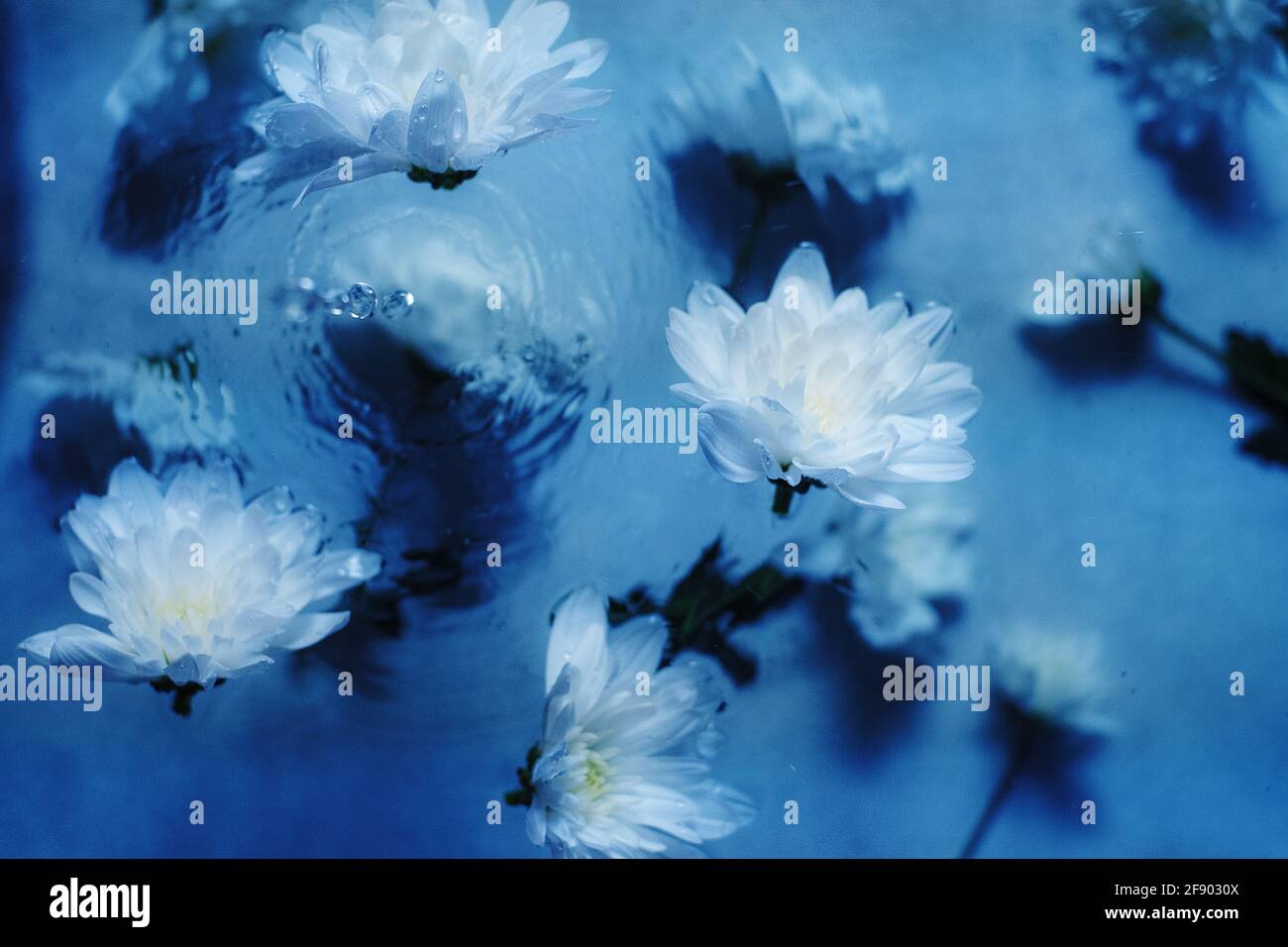 Creative flower composition on blue background still life Stock Photo ...