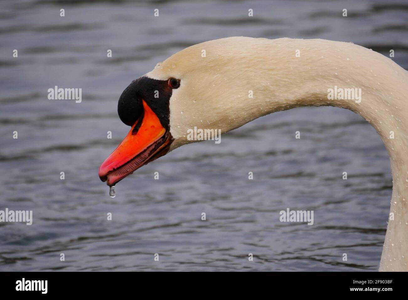 Laughing goose hi-res stock photography and images - Alamy