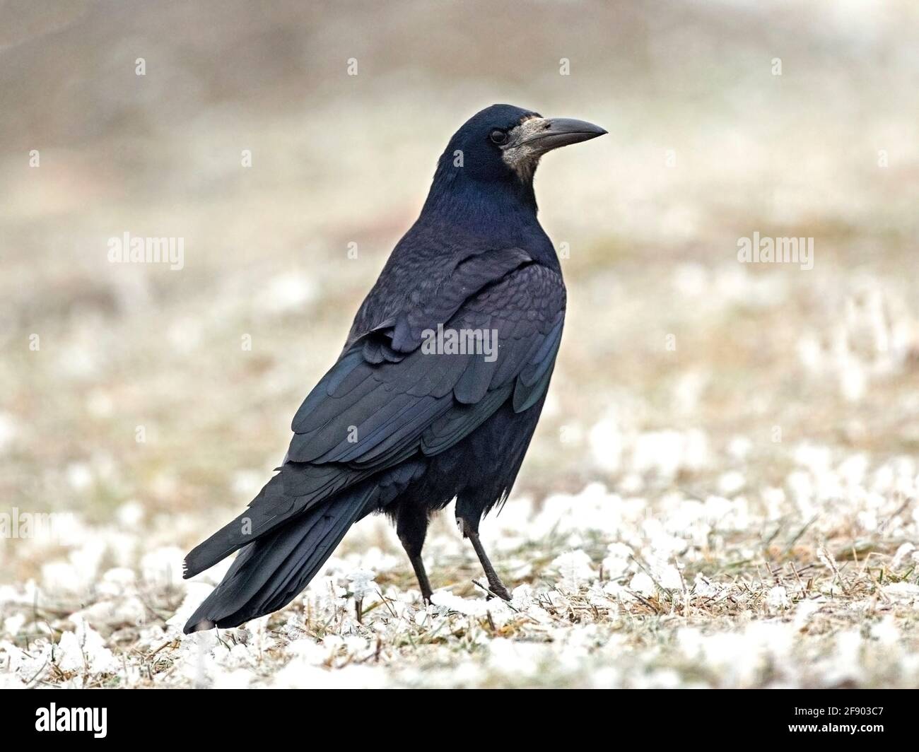 Rook standing hi-res stock photography and images - Alamy