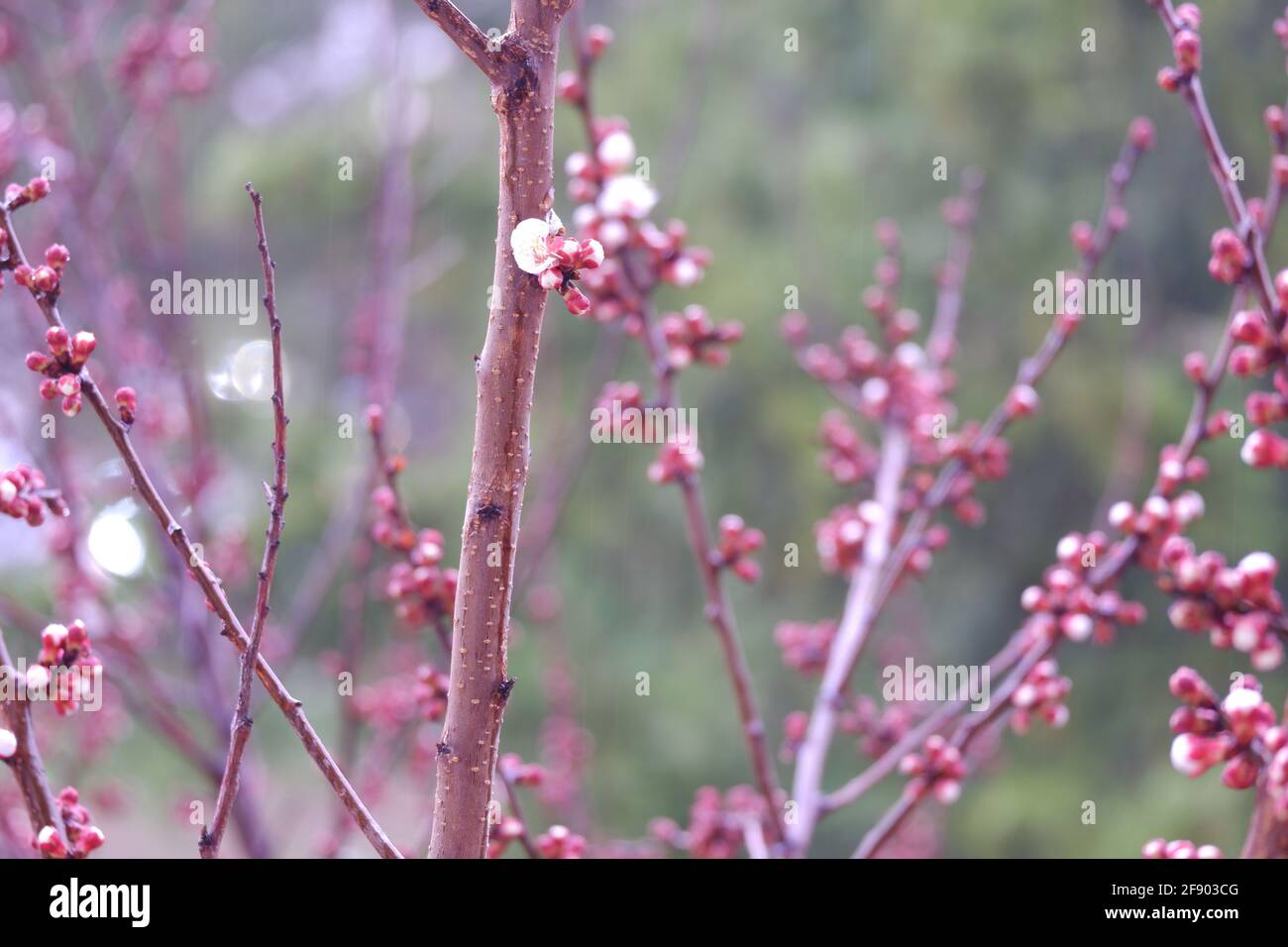 Little white bud hi-res stock photography and images - Alamy