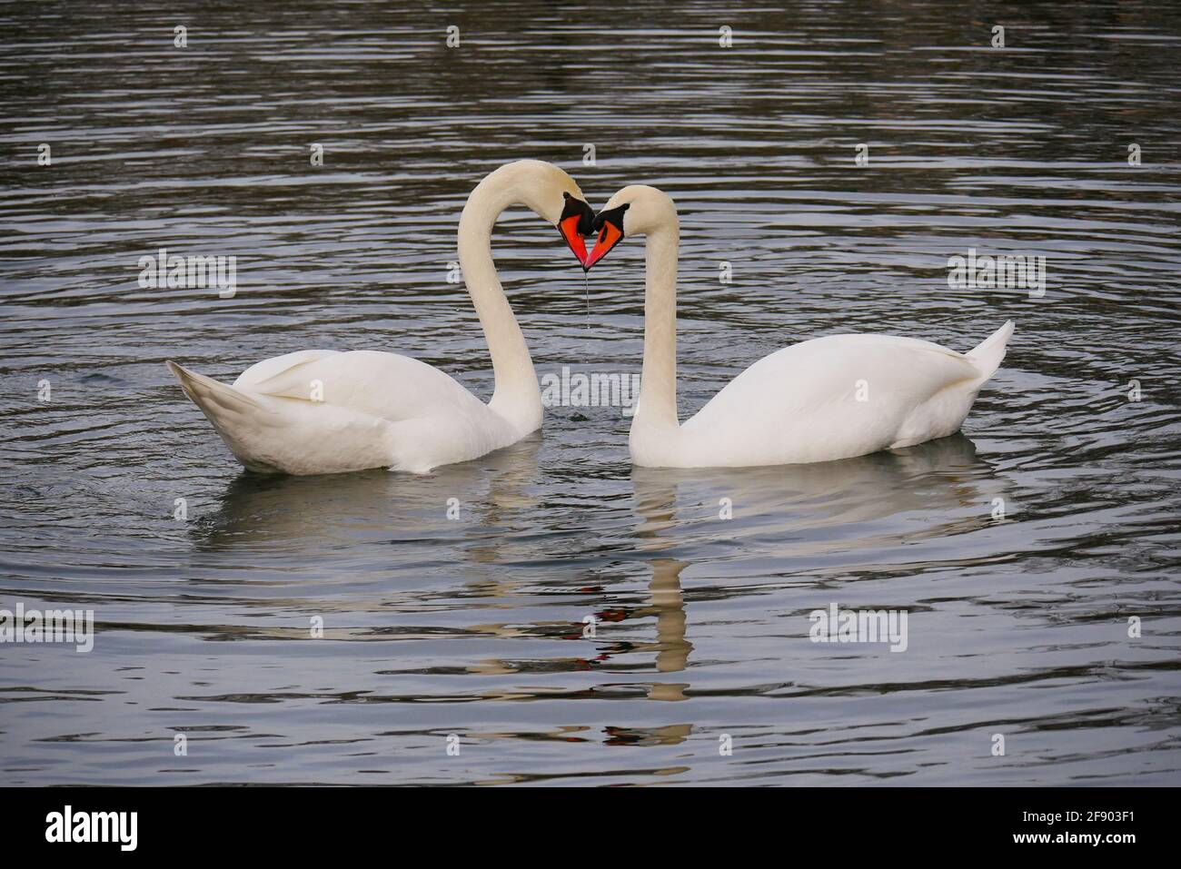 Cygnus olor two loving swans swim on the lake and form a heart Stock ...