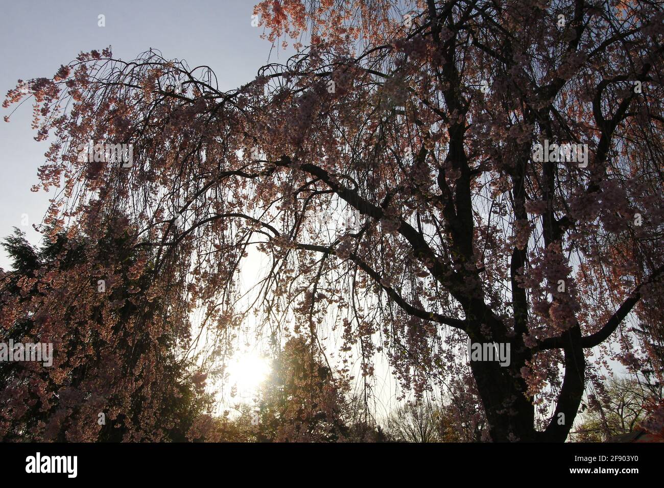 Weeping cherry tree hi-res stock photography and images - Alamy
