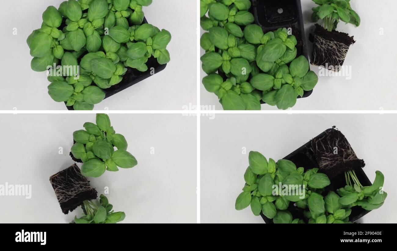 Collage of planted basil seeds on white backgrounds under the lights ...